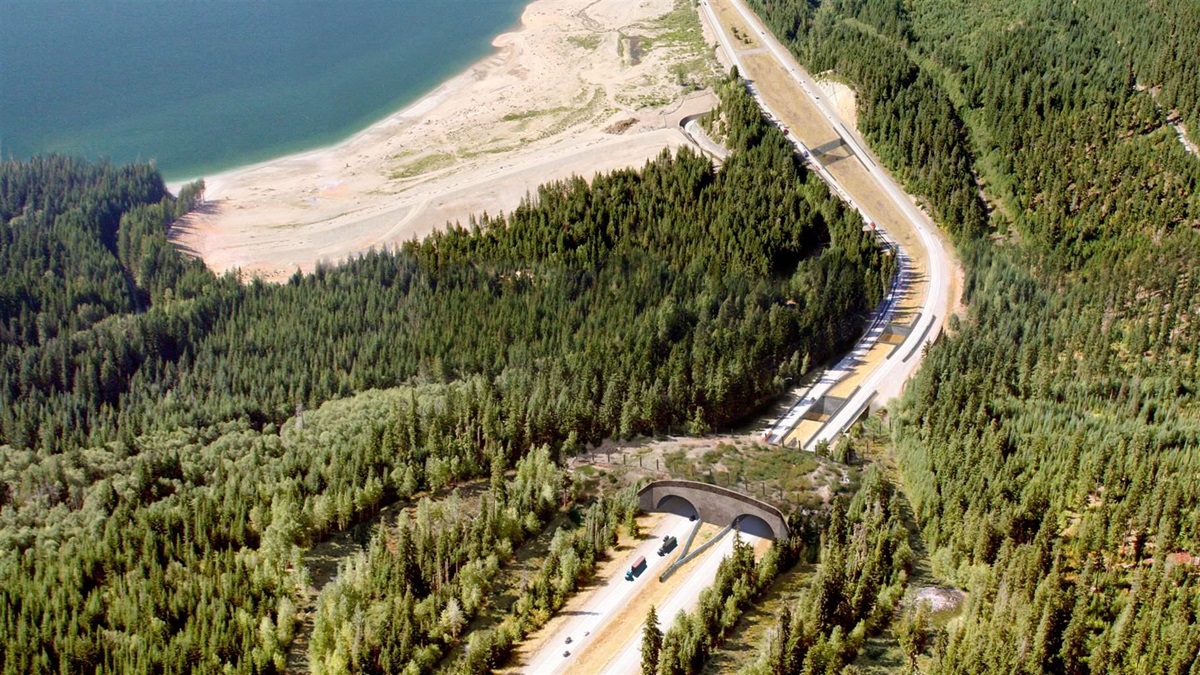 Wildlife Crossings Along U.S. Roads Can Help Animals and Habitat Adapt ...