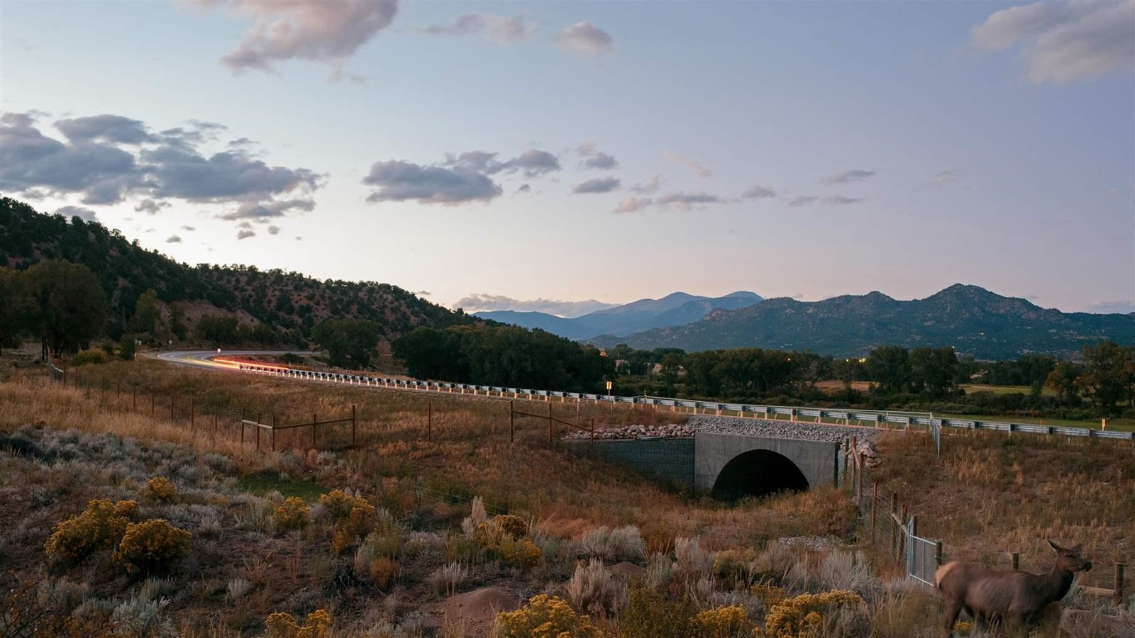 Wildlife Crossings Along U.S. Roads Can Help Animals and Habitat Adapt ...