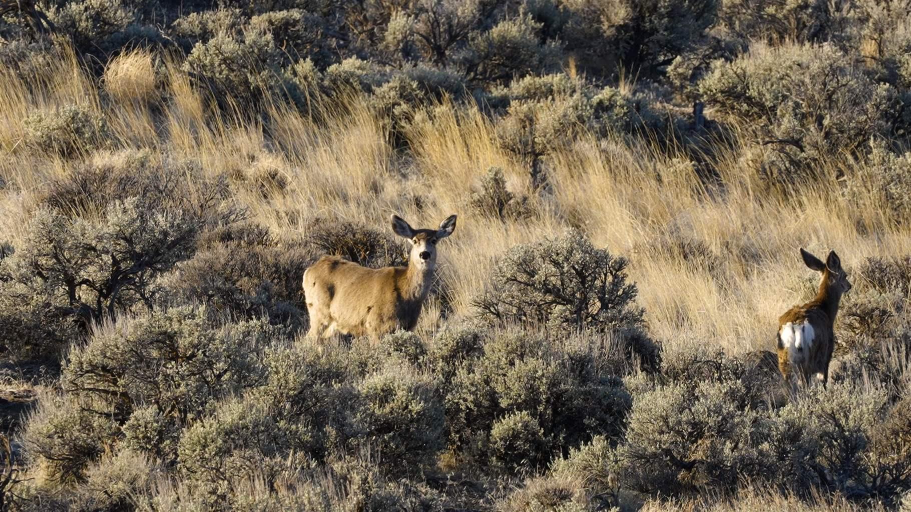 Wildlife Crossings Along U.S. Roads Can Help Animals and Habitat Adapt ...