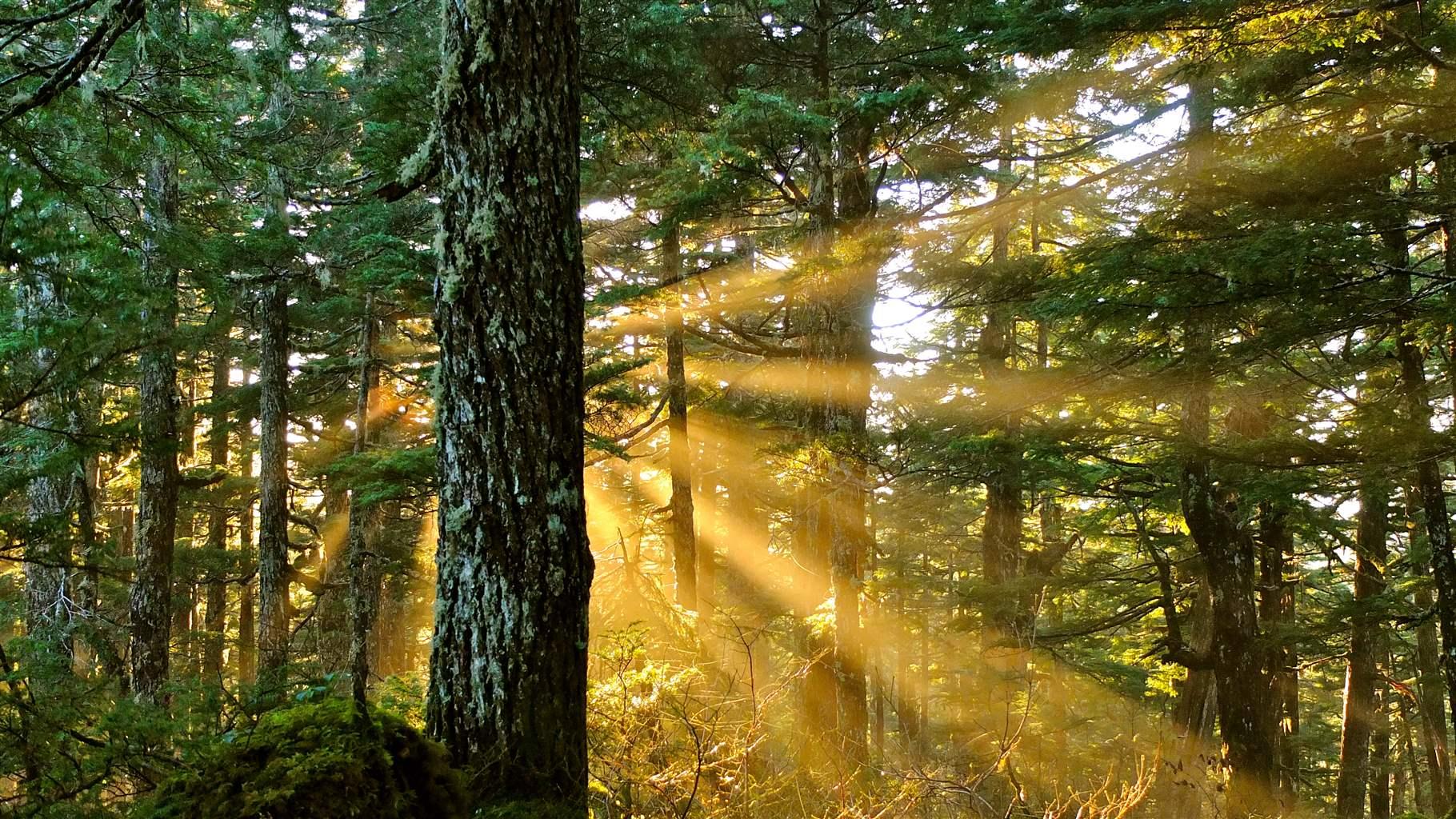 More Than 9 Million Acres of National Forest in Alaska Get Full ...