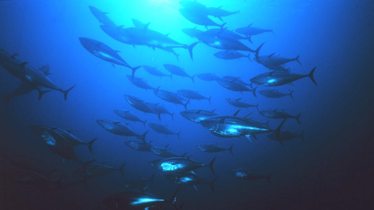 Global Tuna Fisheries—Worth $40 Billion a Year—Still Face Threats | The ...