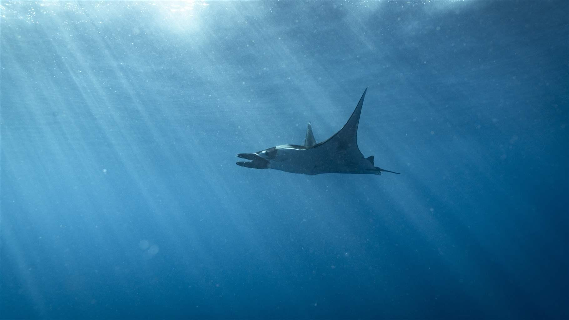 To Protect Galápagos Islands, Ecuador Turns to Innovative Financing ...