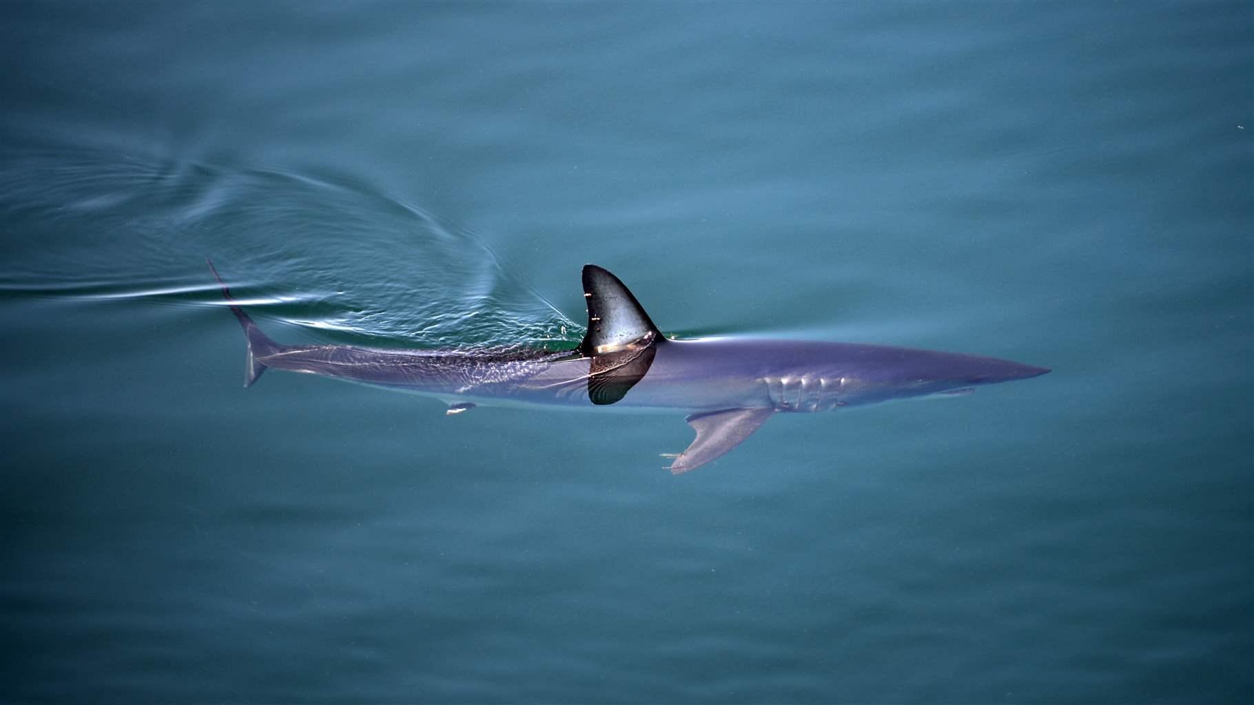 Governments Make Progress on United Nations Fish Stocks Agreement | The ...