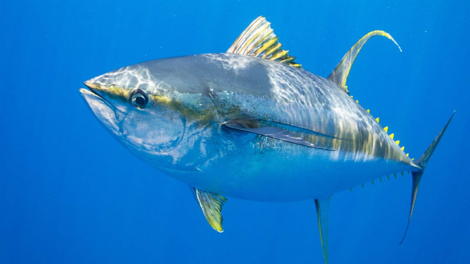 Governments Make Progress on United Nations Fish Stocks Agreement | The ...