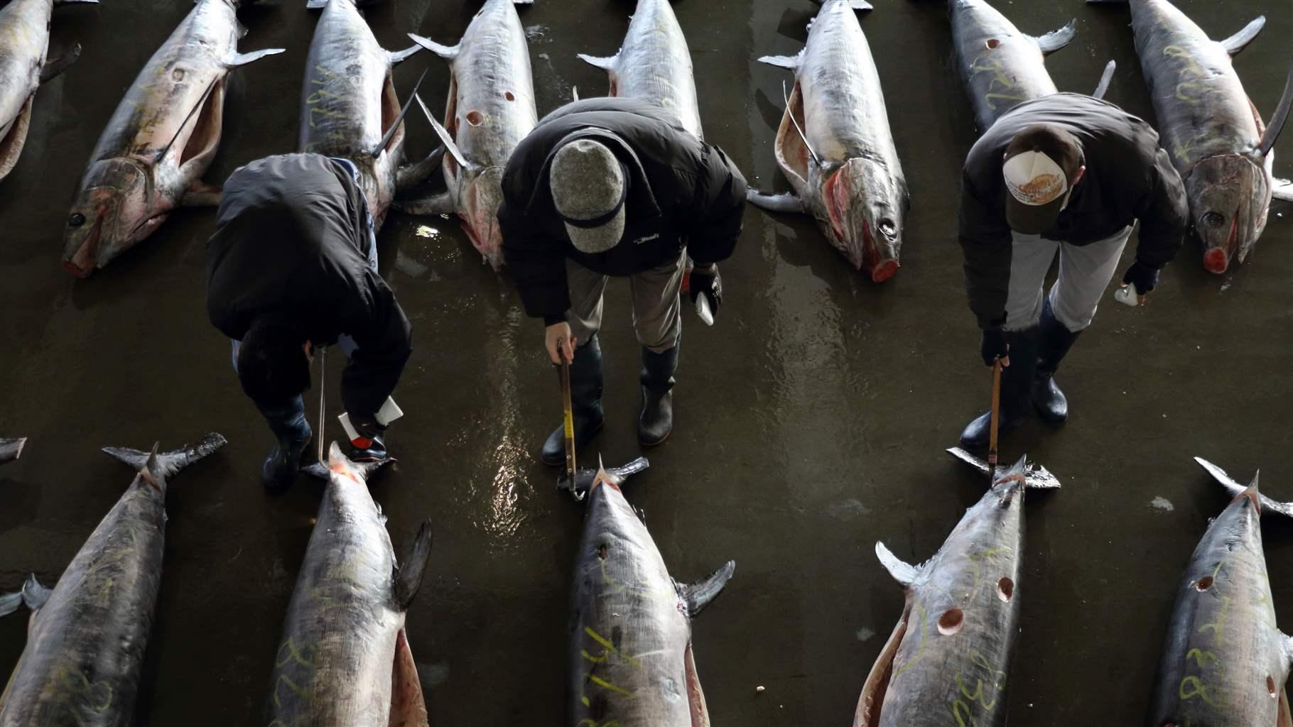Japan Poised to Lead on Fisheries Oversight in Pacific | The Pew ...