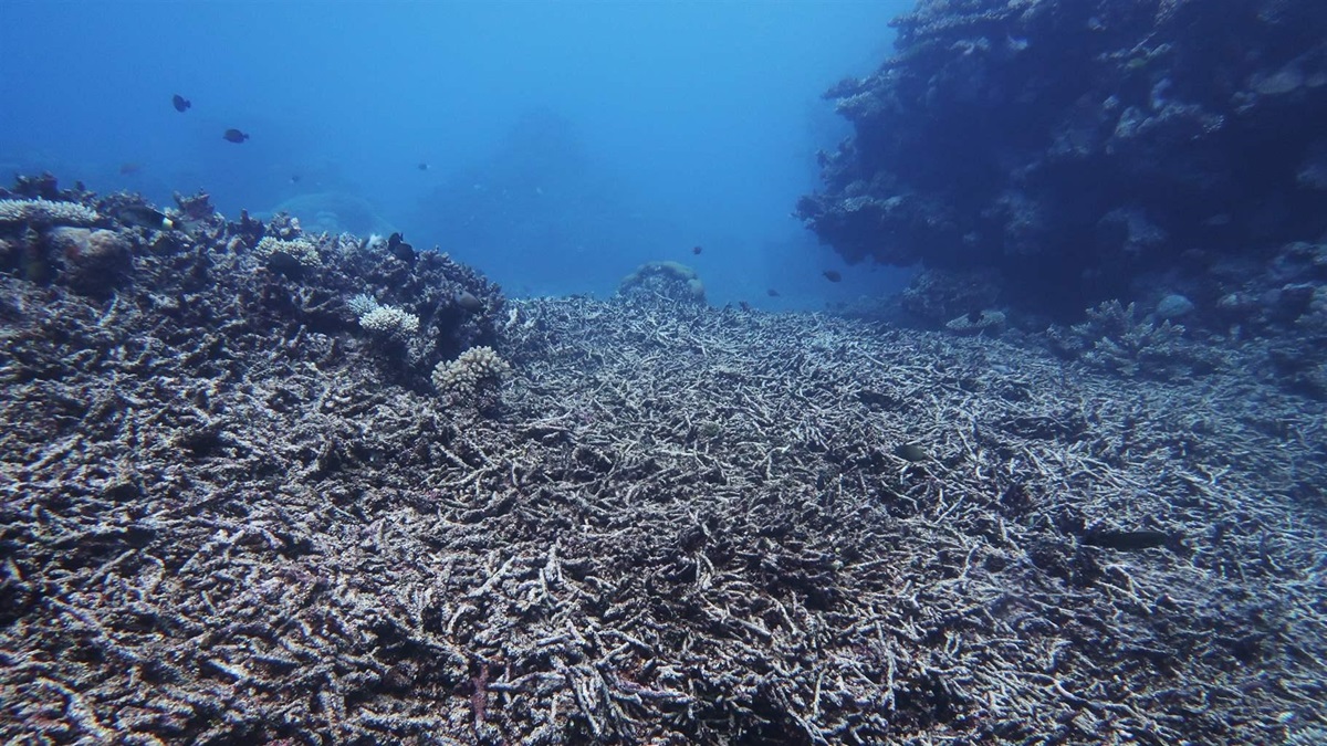 Pew Marine Fellow Harnesses Biomedical Science Techniques to Study ...