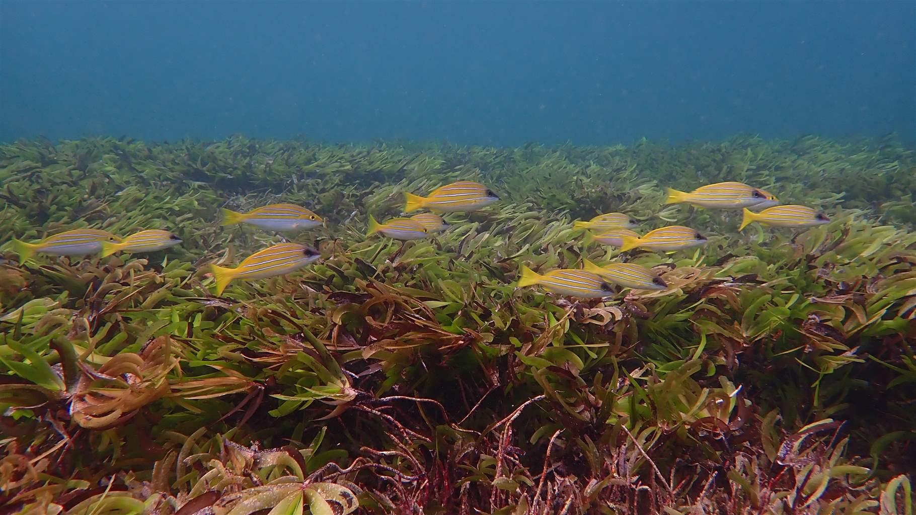 Seagrass Meadows Some 9,000 Miles Apart Show Strength of Nature-Based ...