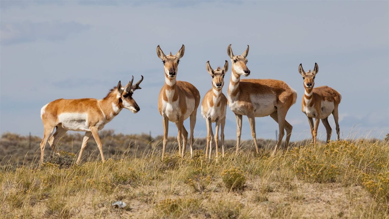 How Wildlife Corridors Protect Animals and People | The Pew Charitable ...