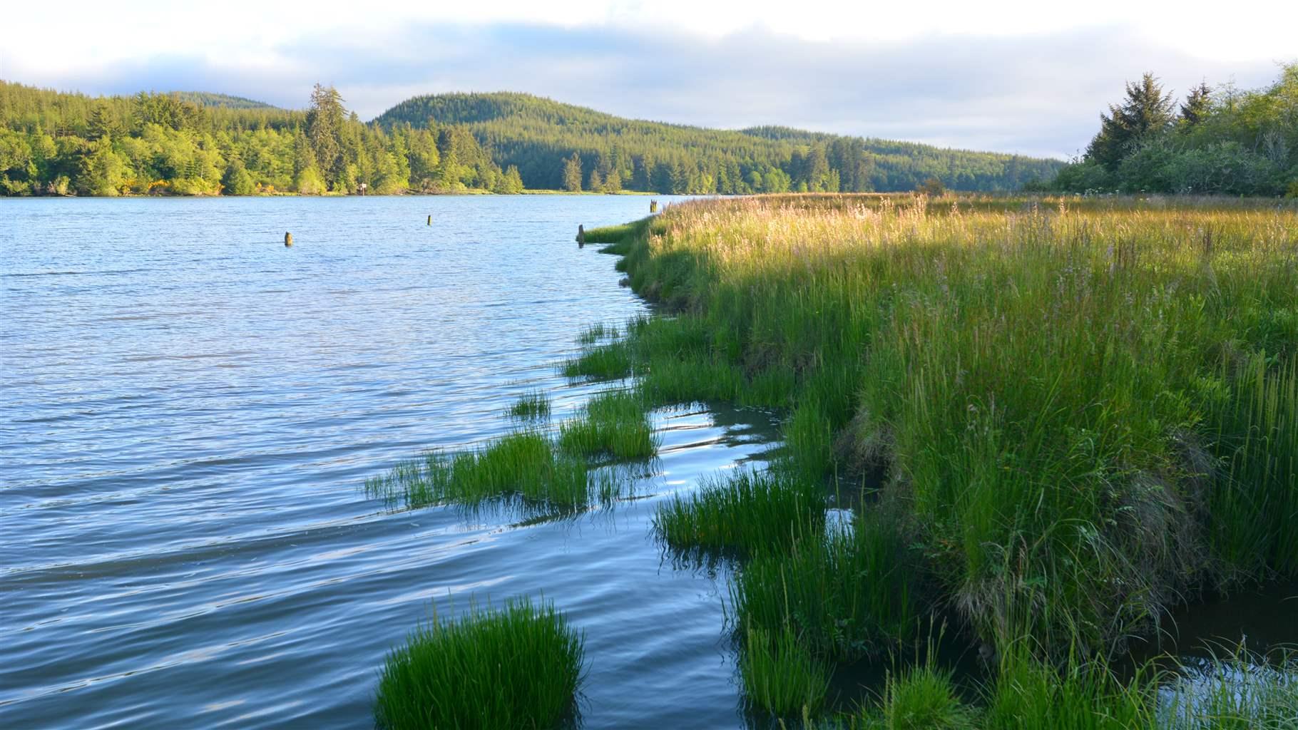 6 Types of Wildlife and Plants That Thrive in Salt Marshes | The Pew ...