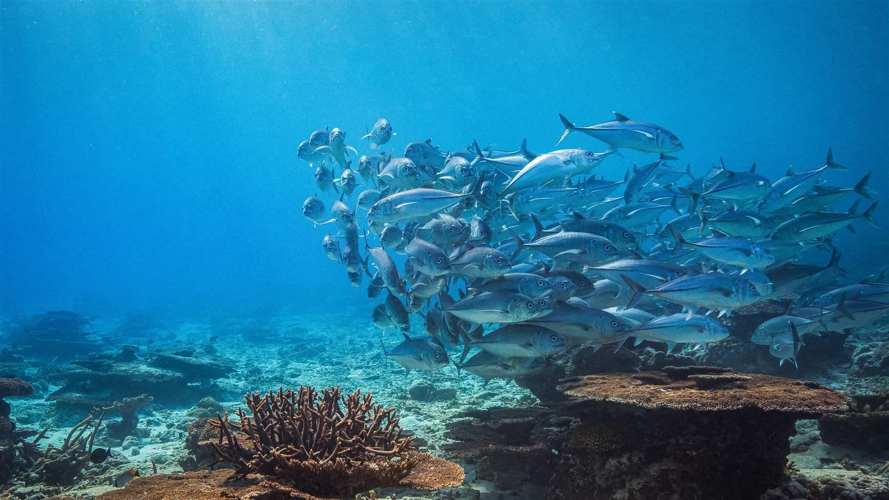 To Reach Conservation Goals, Fishery Managers Must Avoid Creative ...