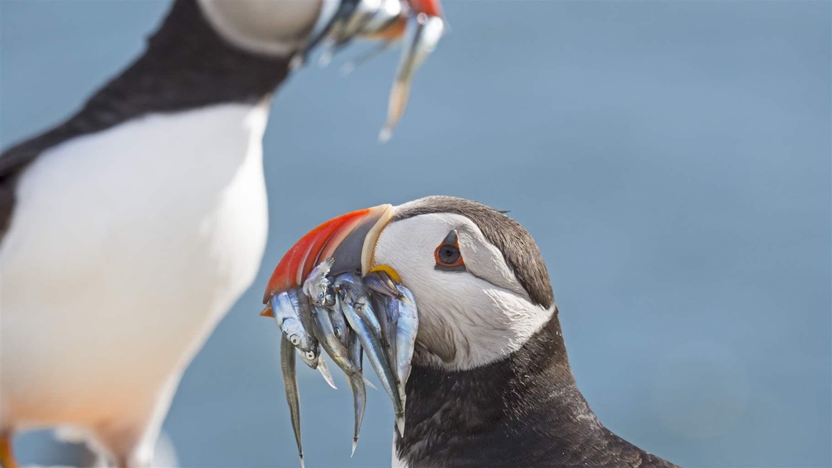 Two Tools Can Help Make Ecosystem-Based Fisheries Management a Global Reality | The Pew ...