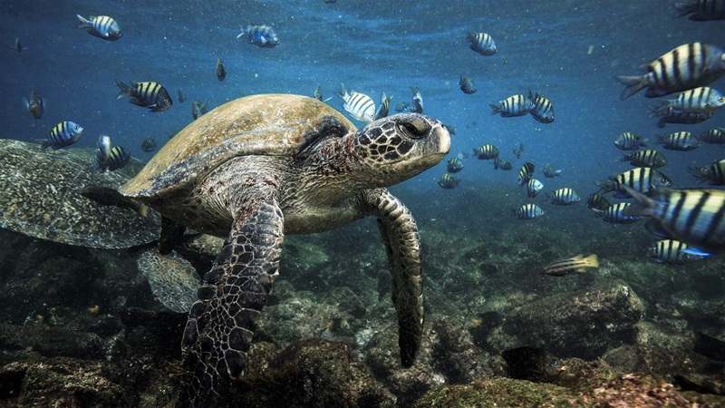 Enduring Earth | The Pew Charitable Trusts