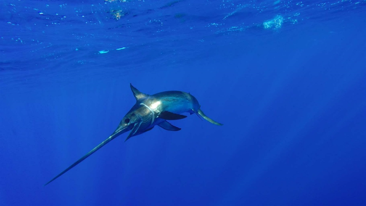 To Weather Ocean Changes, Atlantic Fisheries Need Stronger Rules | The ...