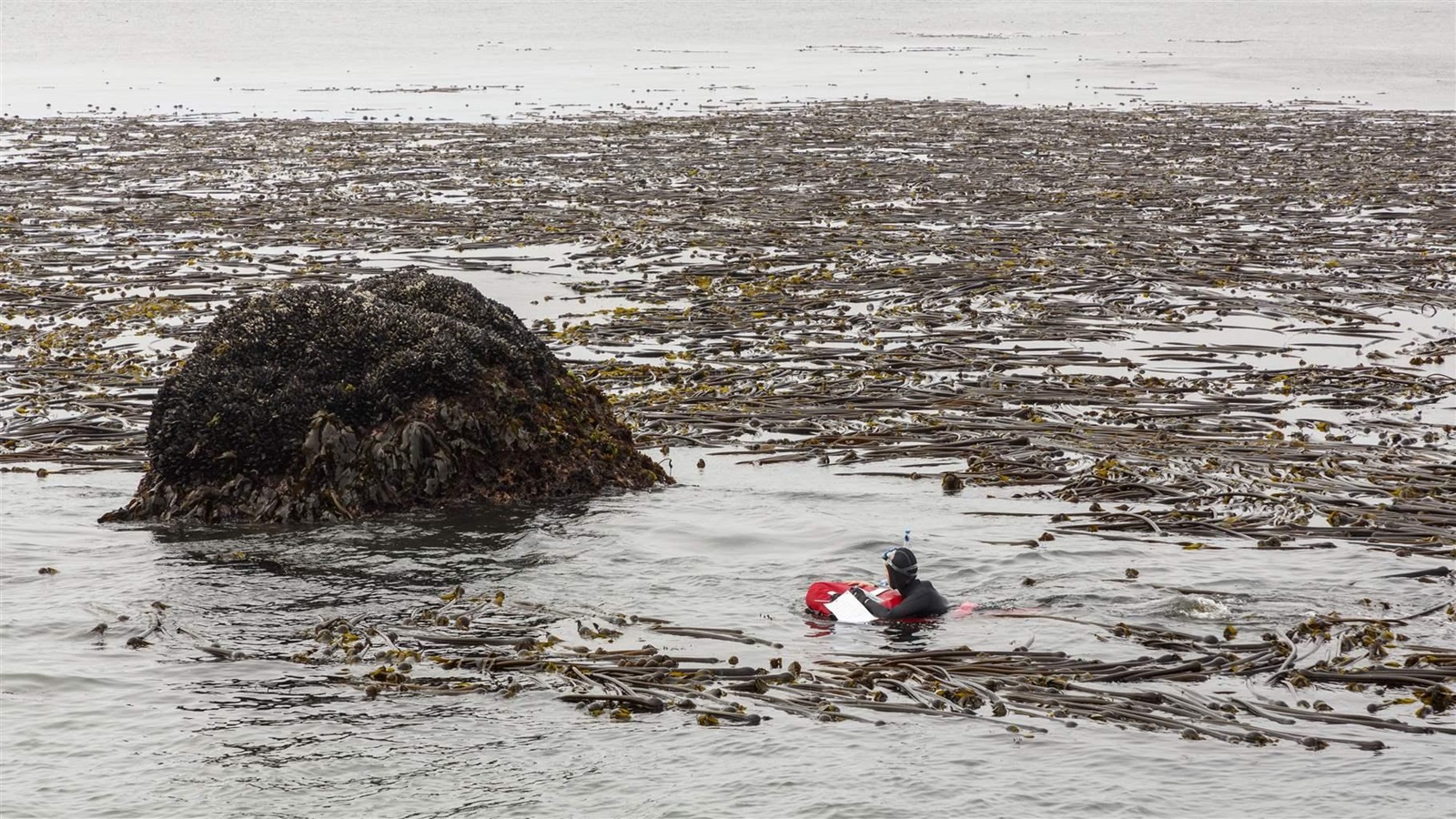 Scientists, Volunteers Work to Restore Oregon Kelp Forests | The Pew ...