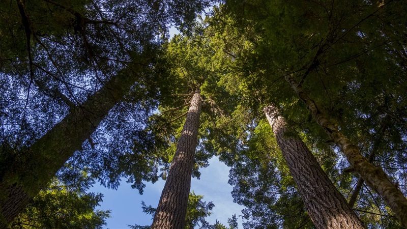 As Climate Threats Grow, U.S. Seeks to Restore Old-Growth Forests | The ...