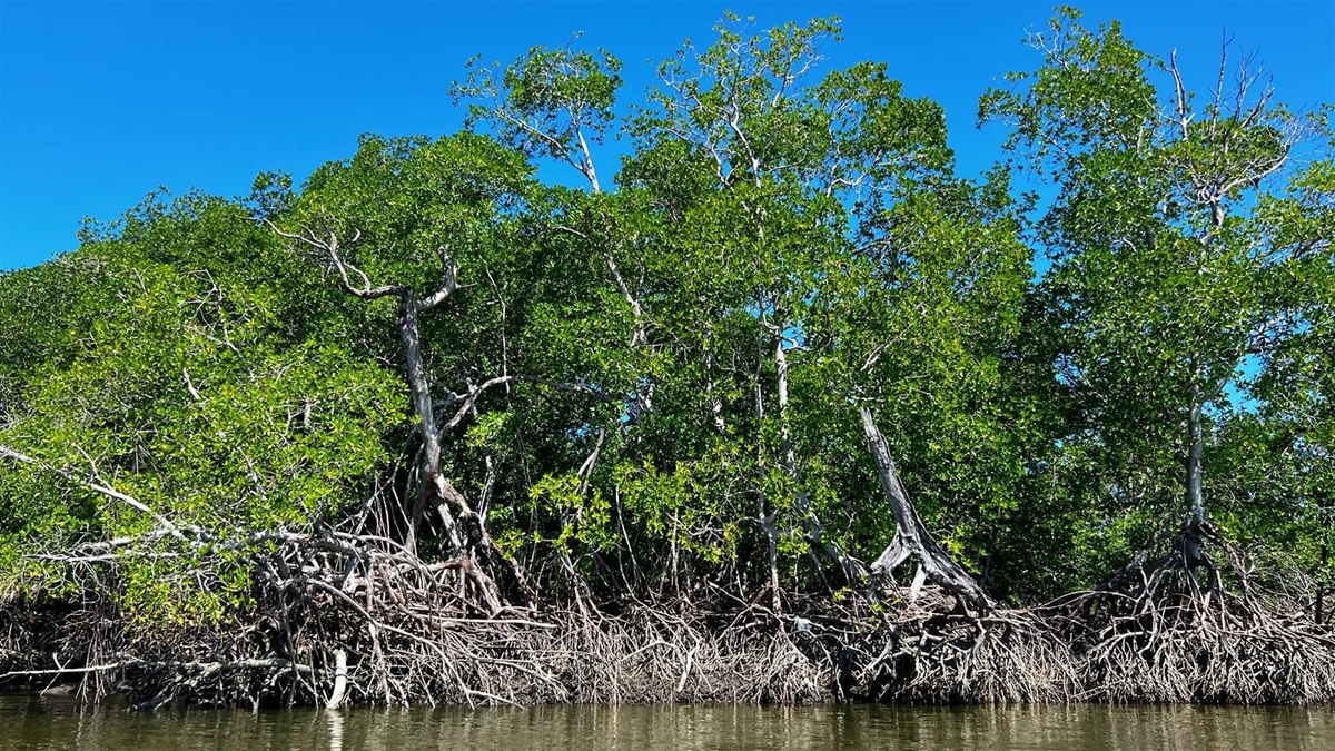 Honduras' Coastal Wetlands: Important for Biodiversity, Climate, and ...