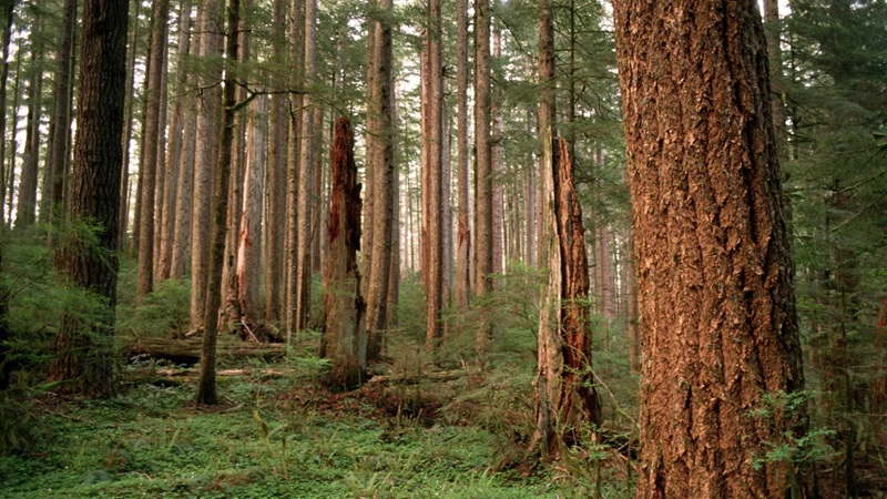 Pacific Northwest Forest Proposal Reflects Advisory Committee's Diverse ...