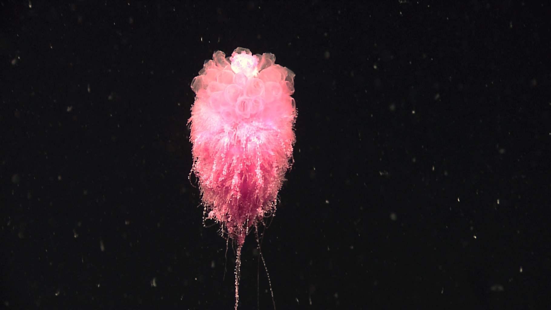 Deep-Sea Mining Regulations Remain Far From Complete | The Pew ...