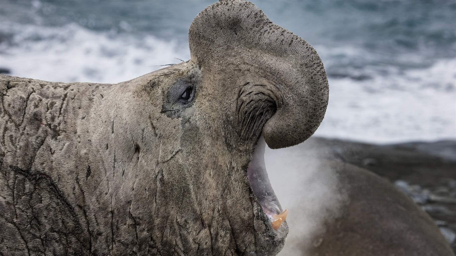 Tribal Nations Announce First Ocean and Coastal Protections in U.S ...