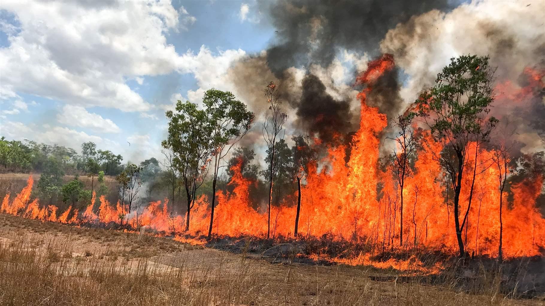 In Australian Outback, Fight Against Invasive Grass Advances Slowly ...