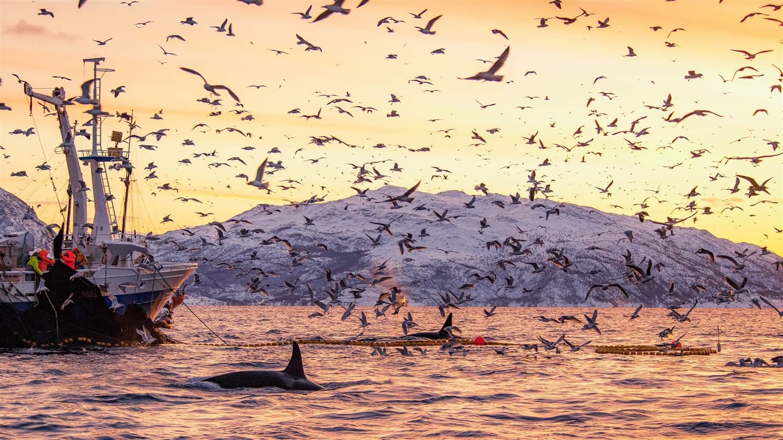 Australia Protects Vast Area in Southern Ocean | The Pew Charitable Trusts