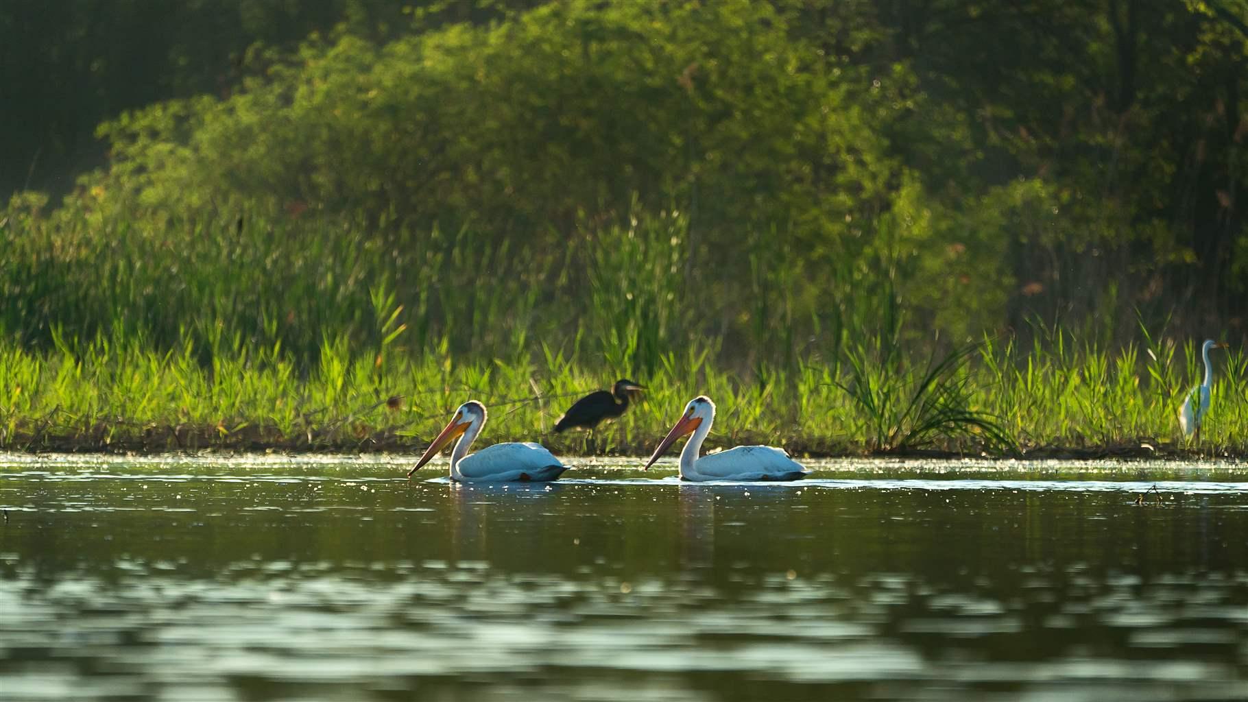 Wisconsin Advances Bid for Conservation Site in World's Largest ...