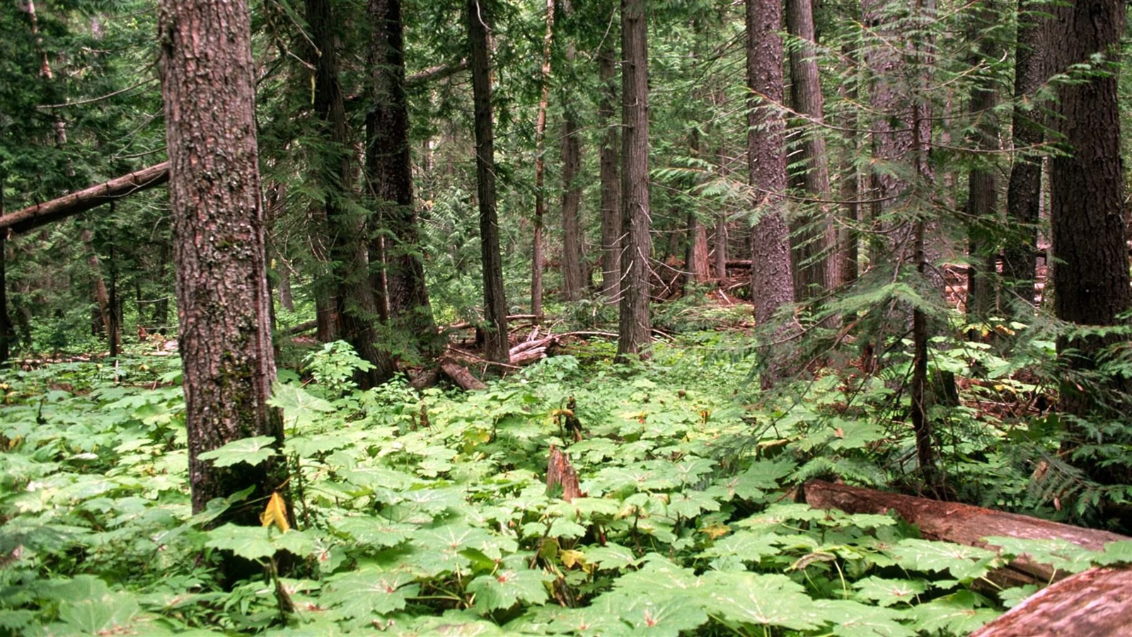 Pacific Northwest Forest Proposal Reflects Advisory Committee's Diverse ...