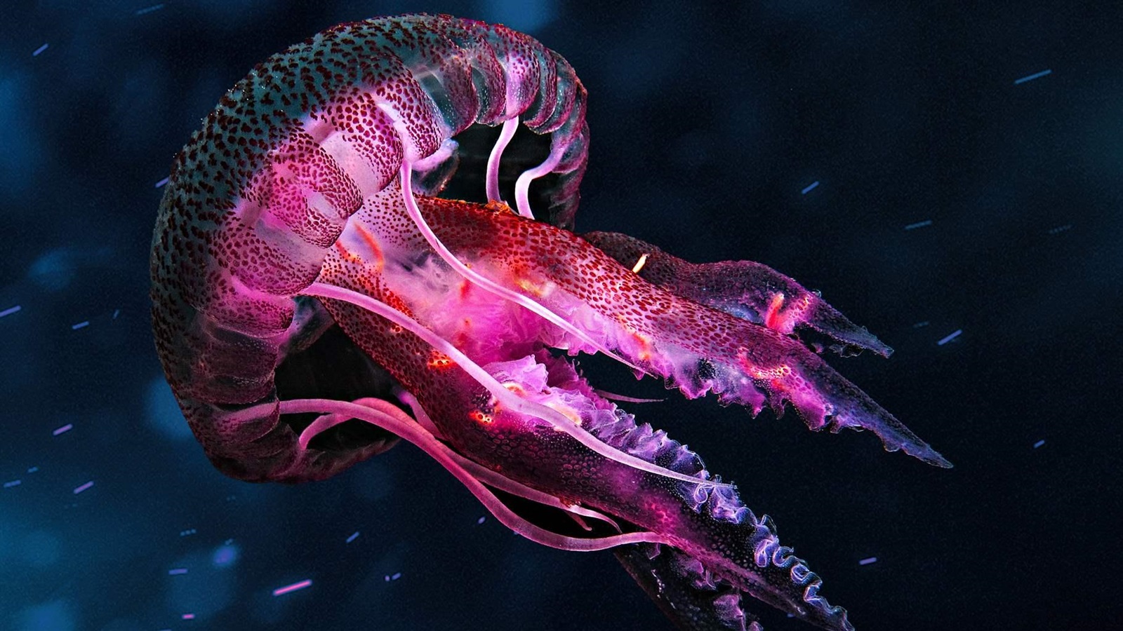 A Path to Creating the First Generation of High Seas Protected Areas ...