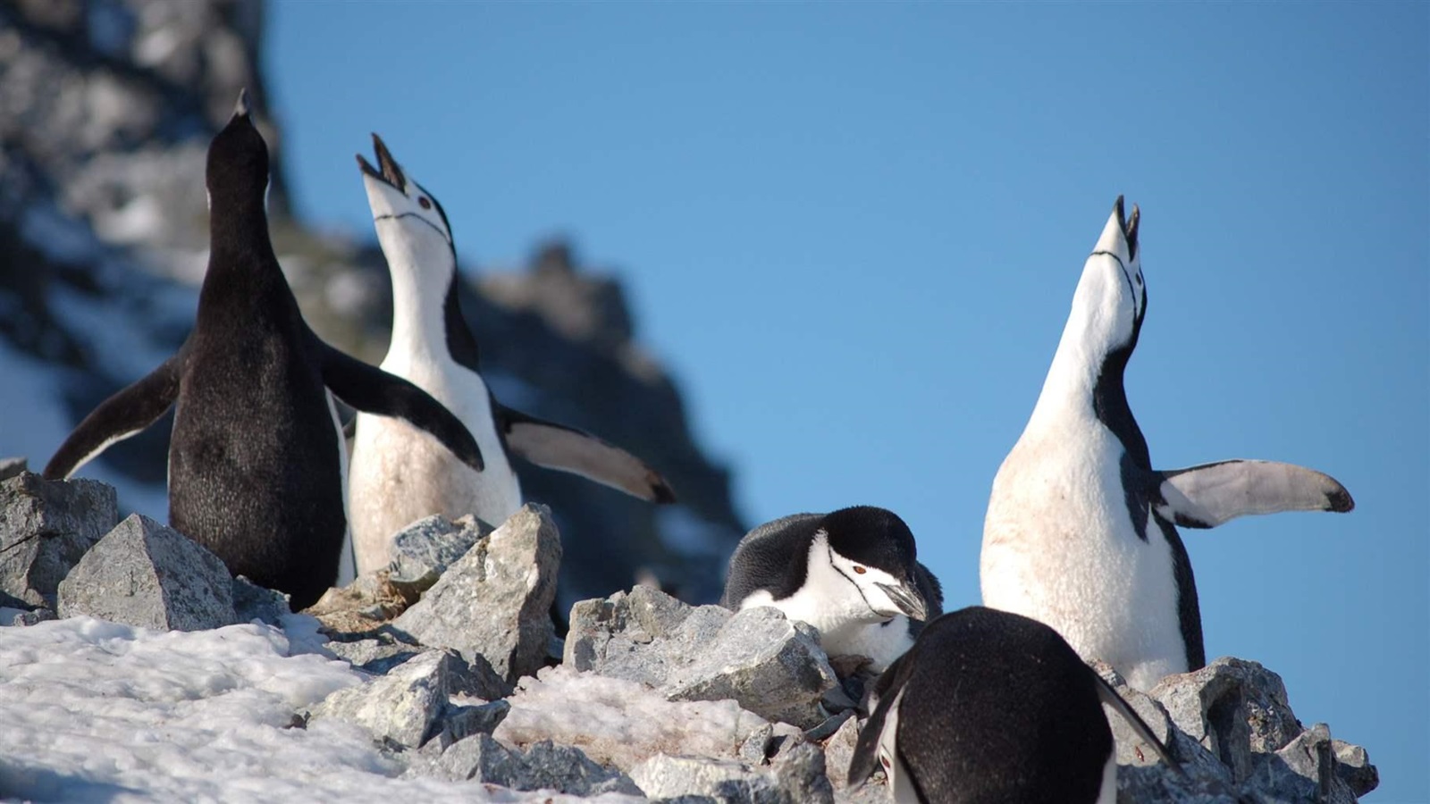 Dindim the Rescued Penguin Is Rare Exception to Common Conservation ...