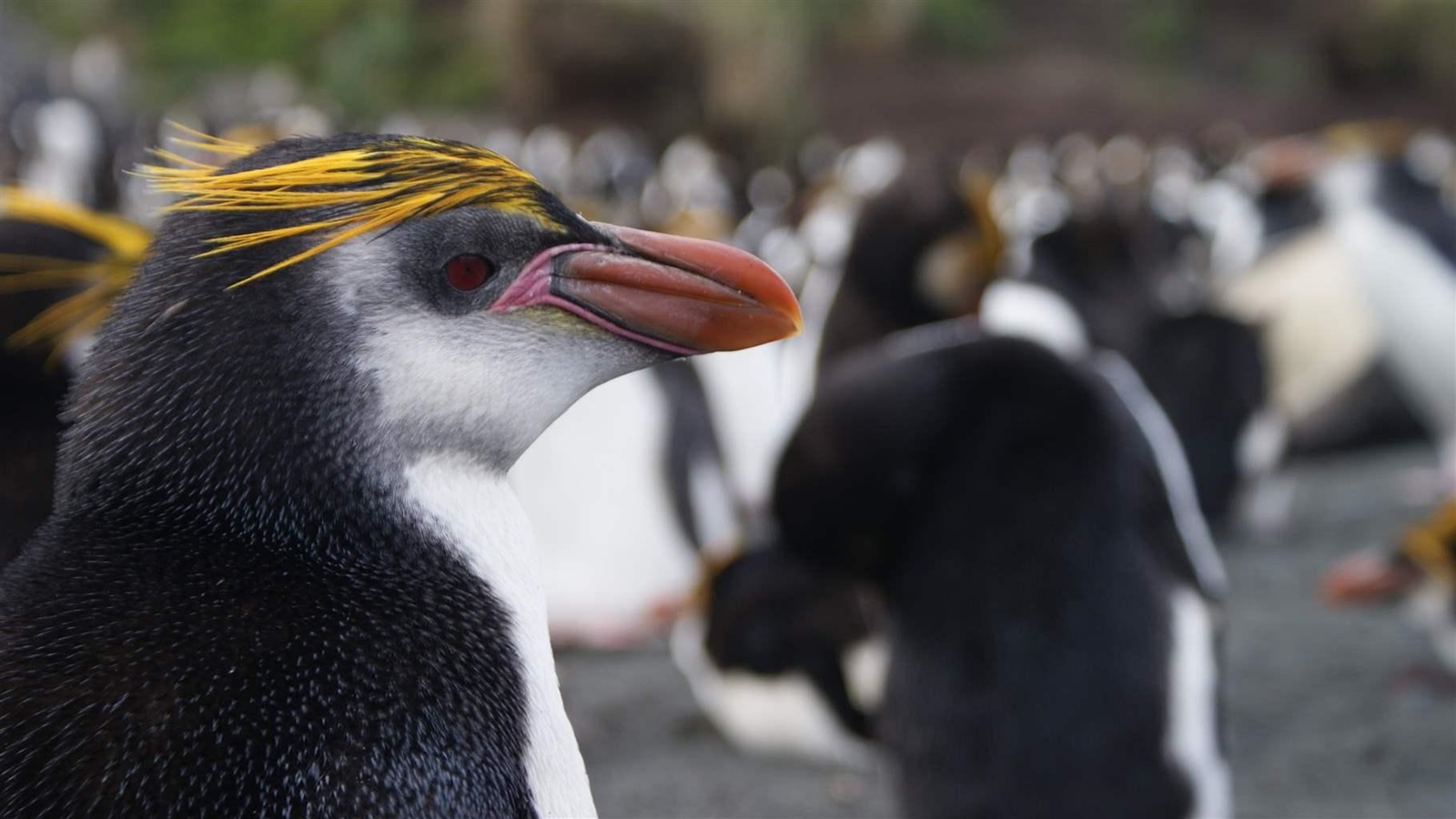 Australia Protects Vast Area in Southern Ocean | The Pew Charitable Trusts