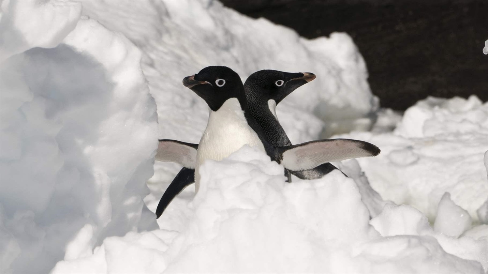 Protecting Emperor Penguins | The Pew Charitable Trusts