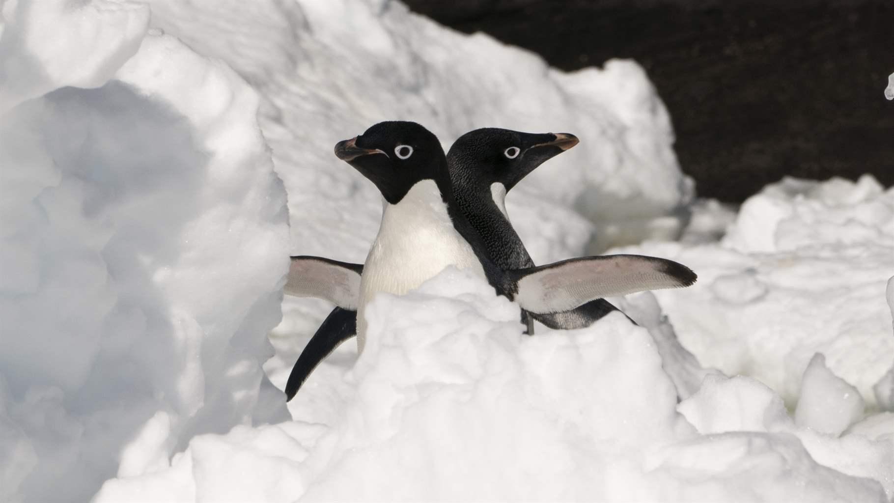 Conserving Gentoo Penguins | The Pew Charitable Trusts