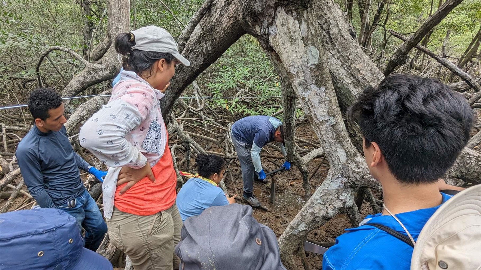 New Carbon Research Could Help Panama Better Understand Its Mangrove ...