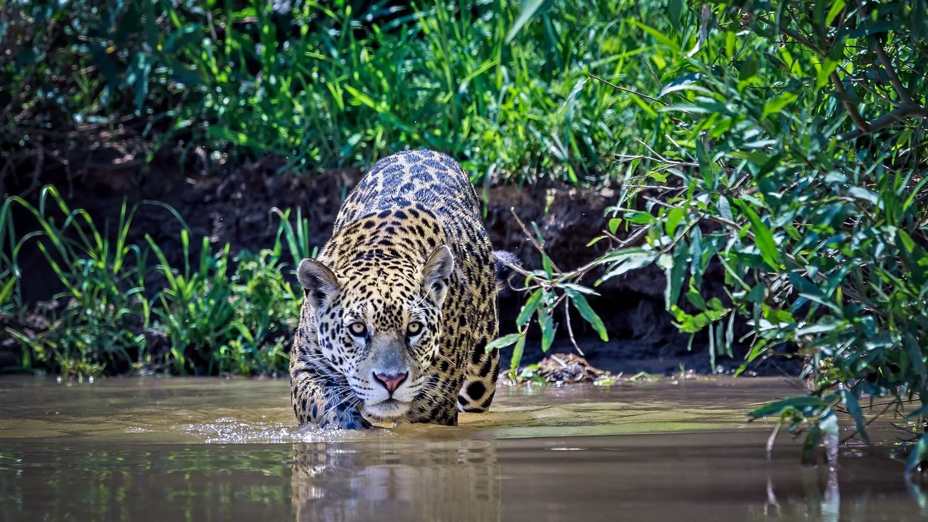 Why South America's Pantanal and Gran Chaco Region Is Crucial to ...