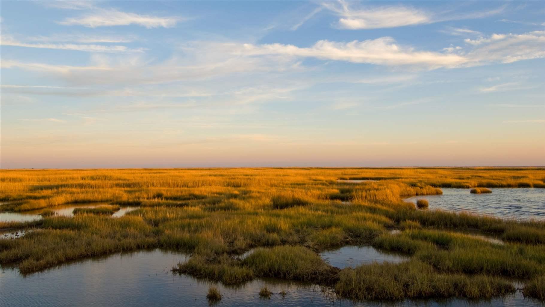 Peatlands Play a Vital Ecological and Economic Role in the U.S. | The ...