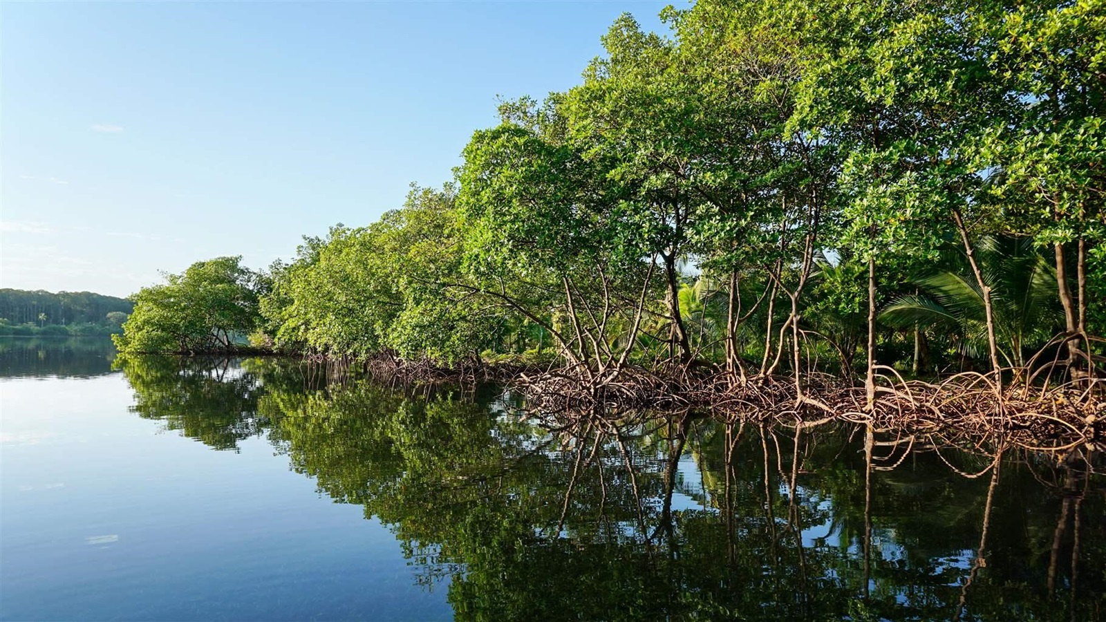 To Help Countries Conserve Mangroves, Pew and Partners Launch New Task ...