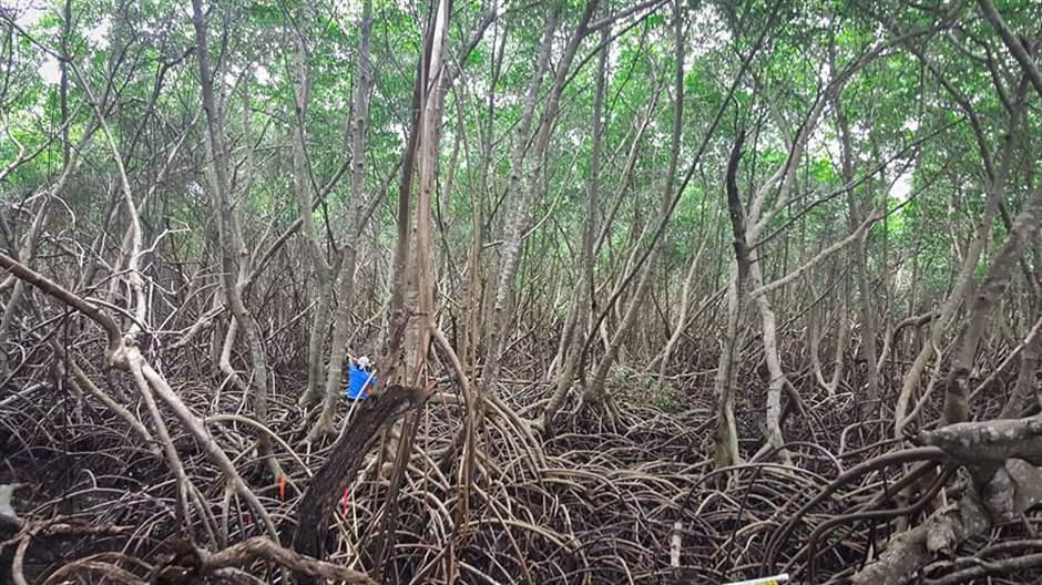 Mangrove and Seagrass Mapping Informs Jamaica’s Climate Policy | The ...