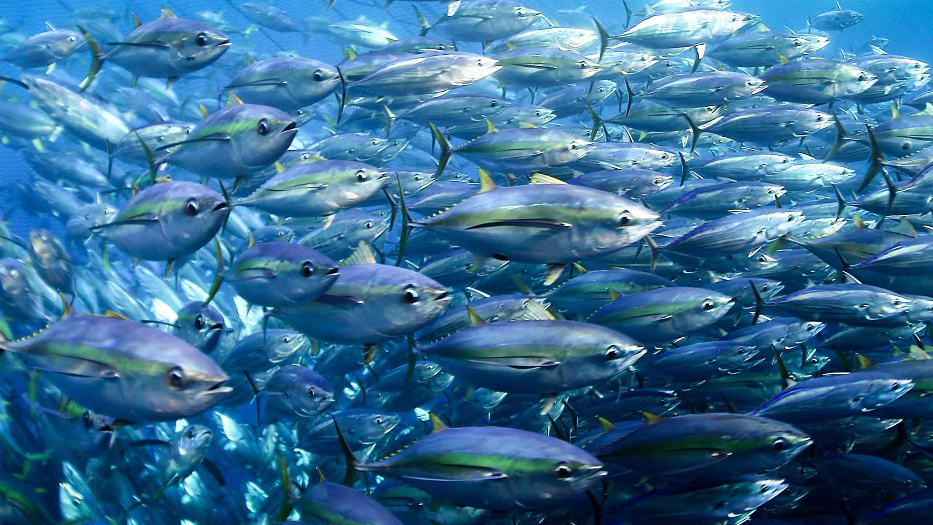 Eastern Pacific Fisheries Managers Have Prime Opportunity to Boost ...