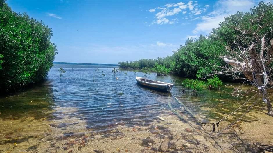 Scientist Discusses Her Mission to Protect Jamaica’s Mangroves | The ...