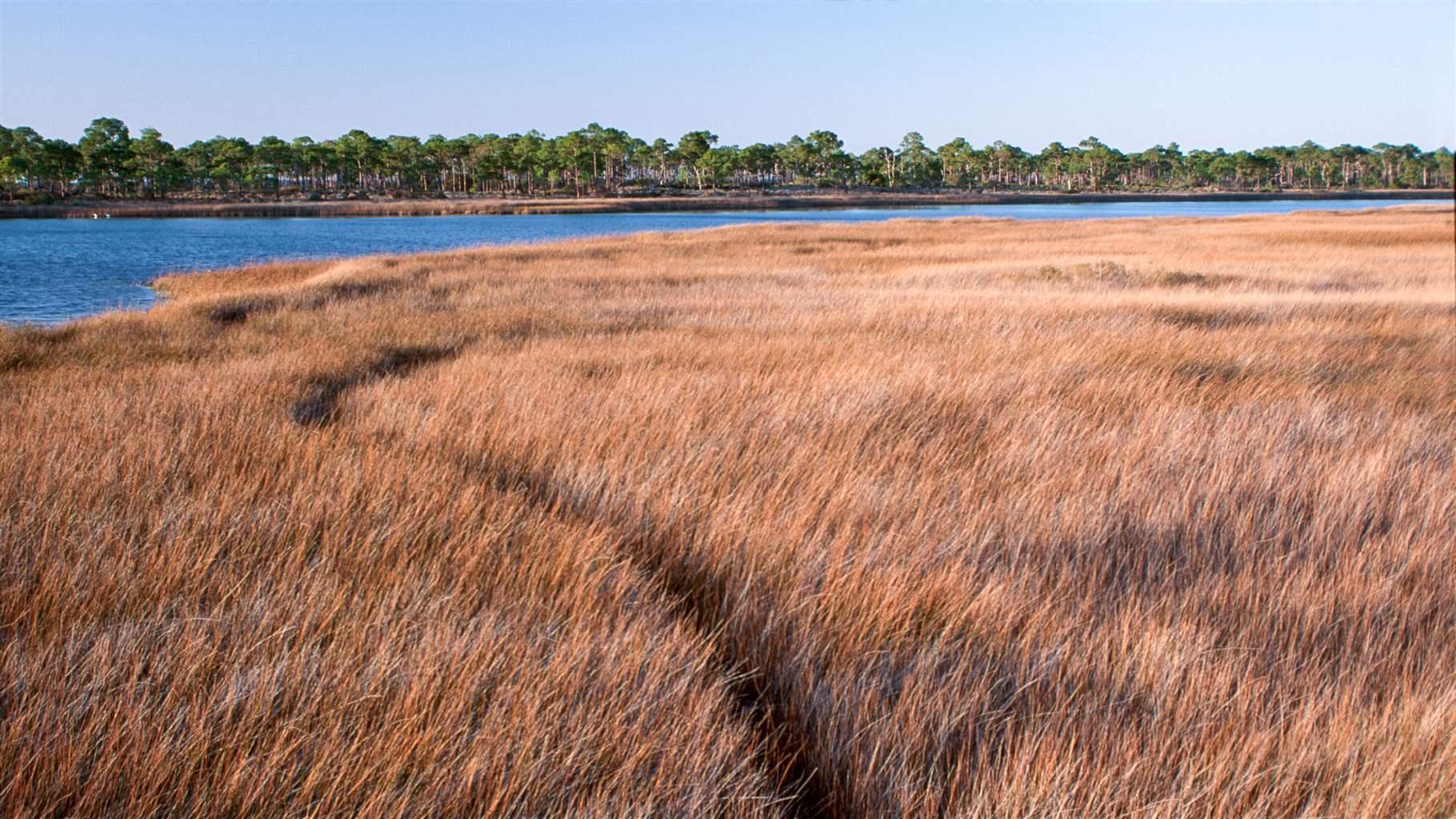 Restore America's Estuaries Summit to Examine Management Approaches for ...