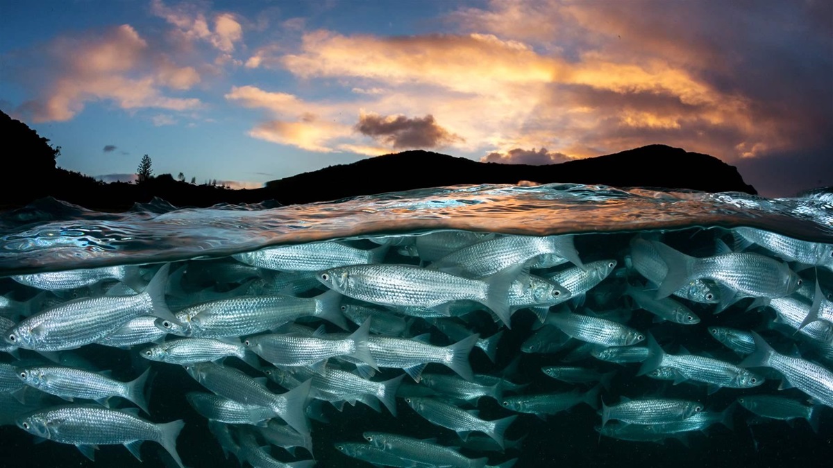 Five Opportunities to Improve Ocean Health for People and Nature | The ...