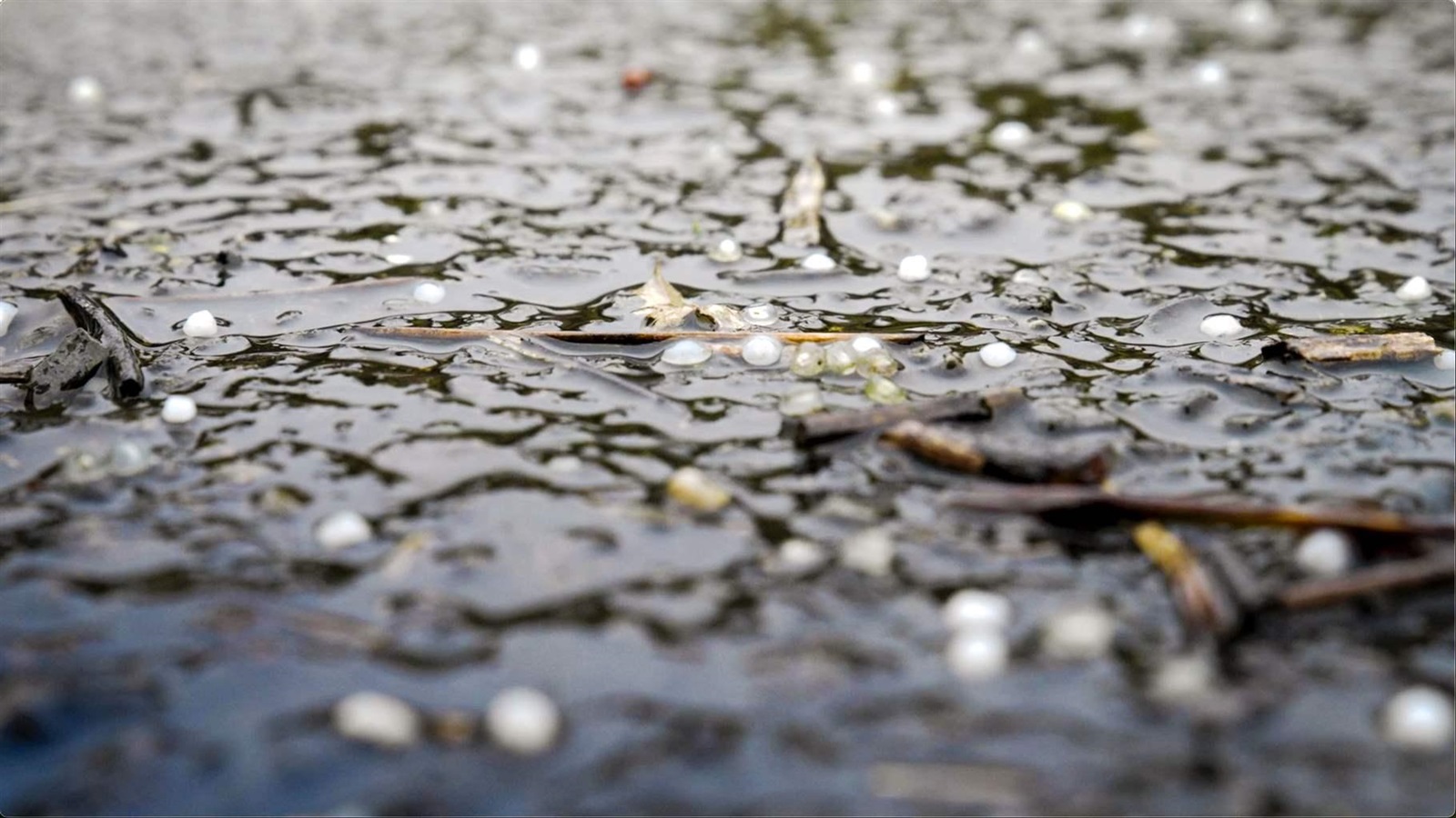 Microplastic Pollution in Belgian Community Shows Need for EU Rules ...