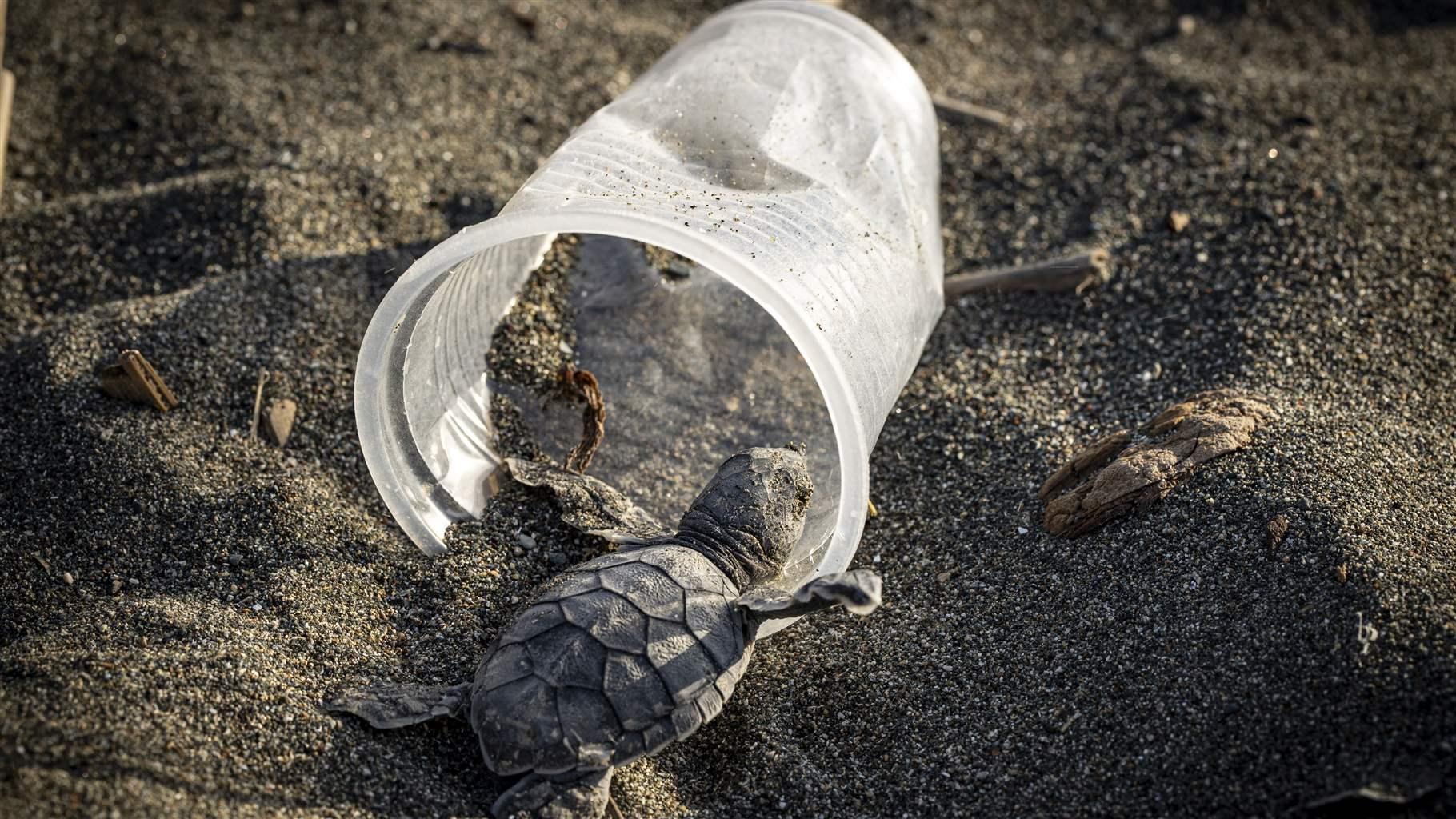 U.N. Treaty Negotiators Must Choose Planet Over Plastic | The Pew Charitable Trusts