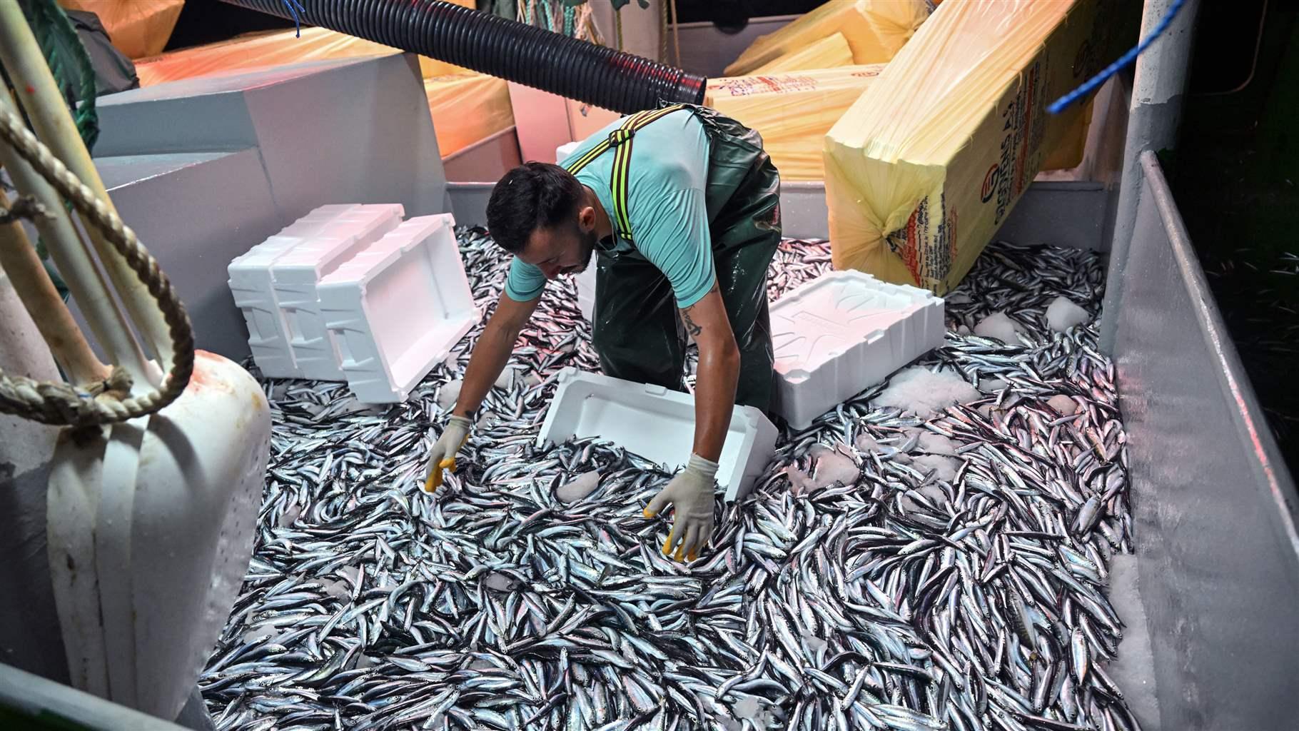Mediterranean Fisheries Need Modern Management Now | The Pew Charitable ...