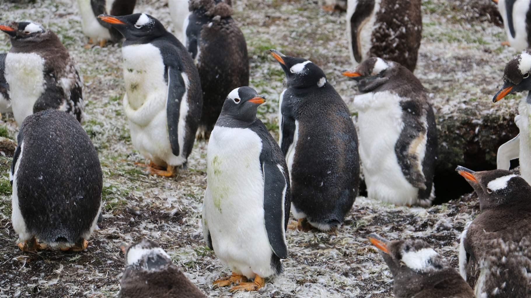 Australian Government Misses Rare Opportunity to Safeguard Globally ...