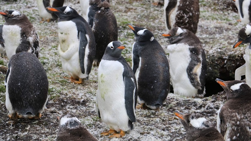 In a Major Conservation Move, Australia Triples Size of Macquarie ...