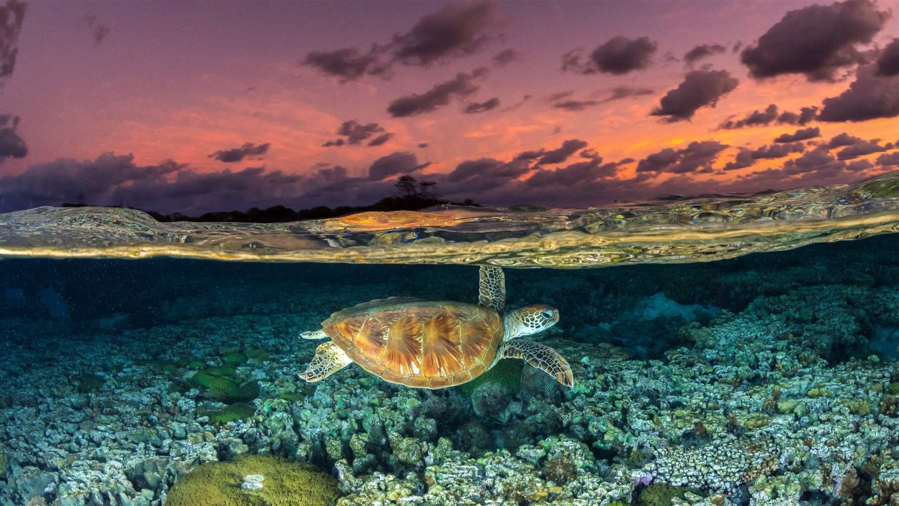 Global Decline of Nature Raises Stakes at U.N. Biodiversity Conference ...