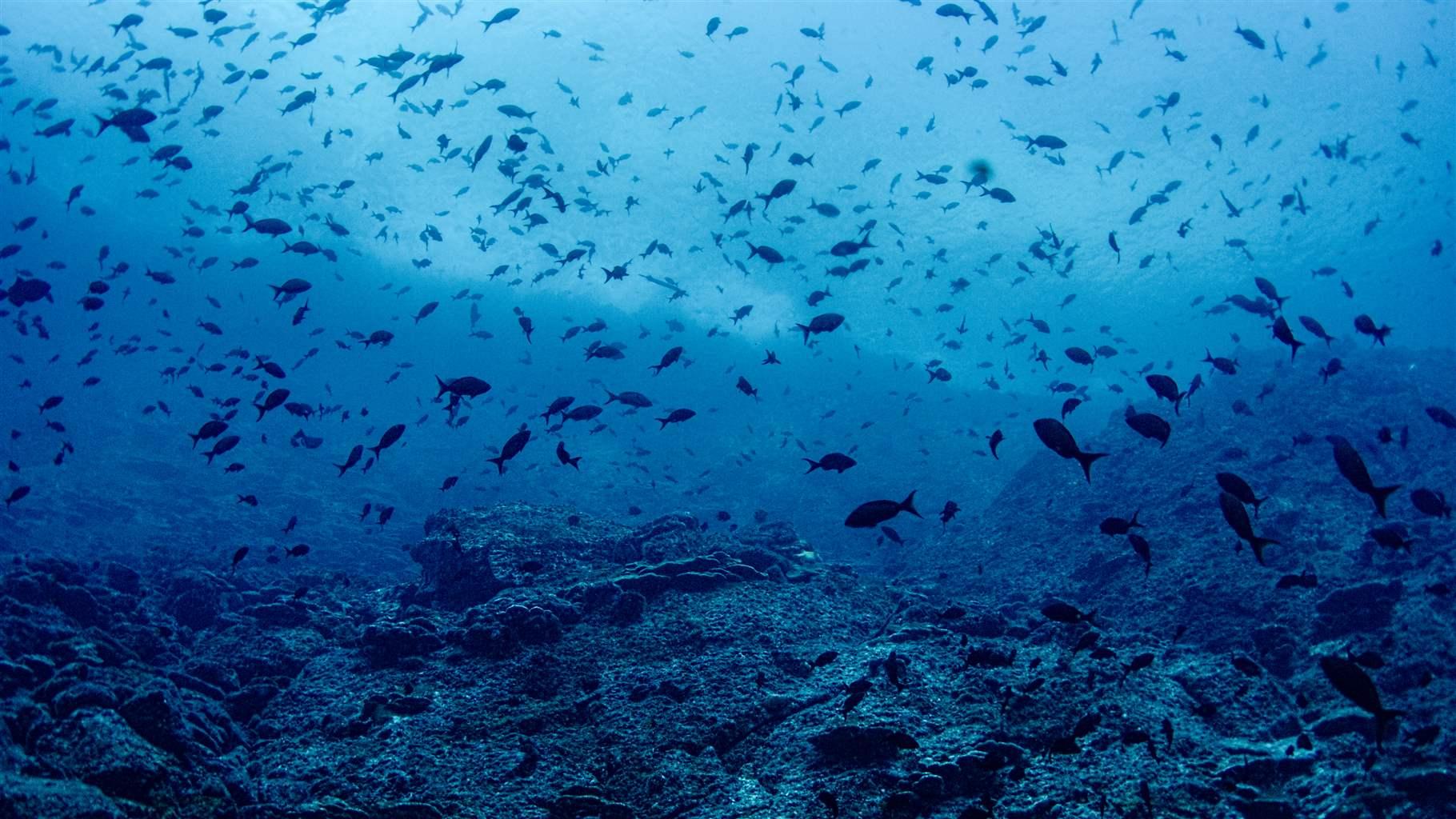 Studies Show Powerful Benefits of Fully Protected Ocean Areas | The Pew ...