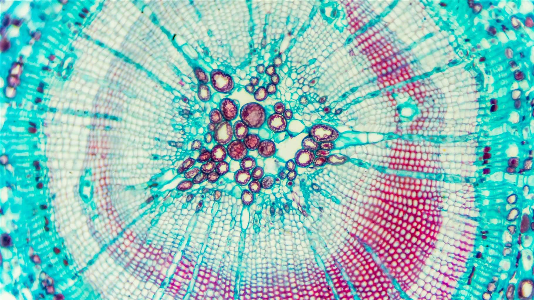 As Partners in Cutting-Edge Biomedical Research, Pew-Supported ...