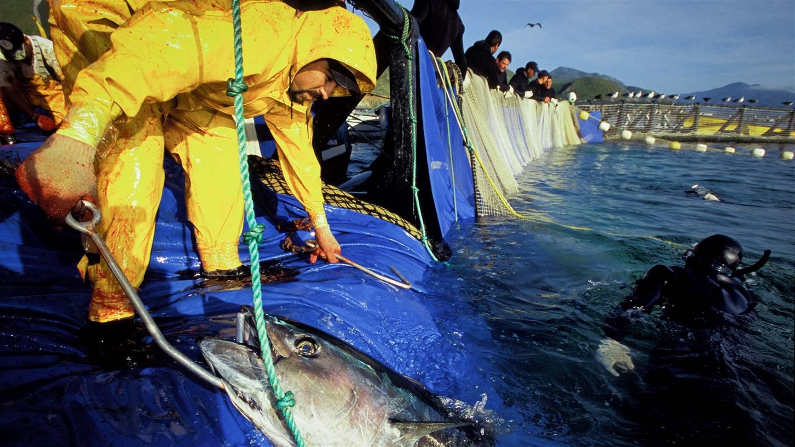 Bias in Fisheries Models Could Be Driving Overfishing | The Pew ...